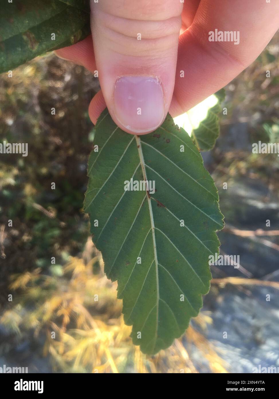 white alder (Alnus rhombifolia) Plantae Stock Photo - Alamy