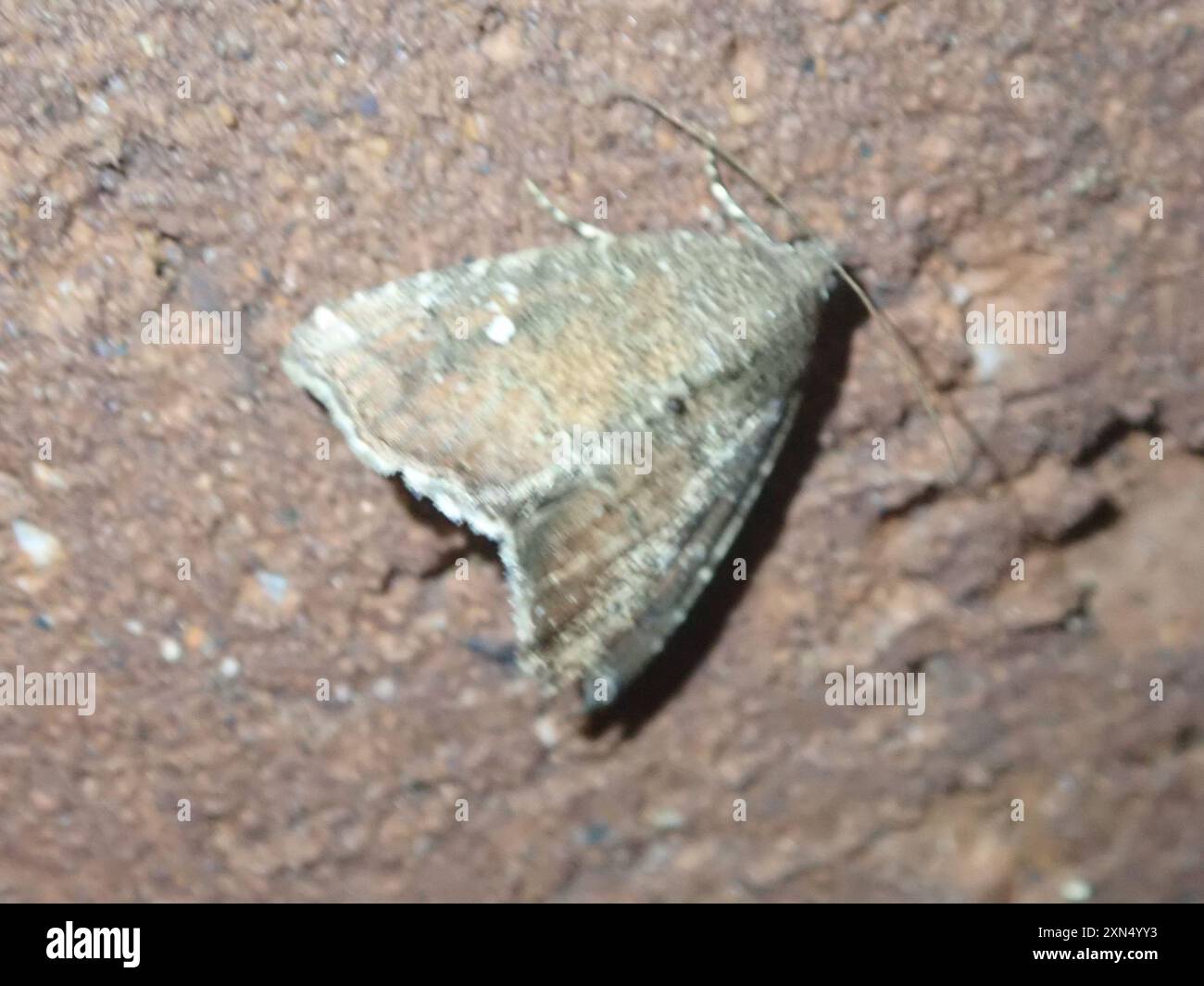 Hook-tipped Amyna Moth (Amyna bullula) Insecta Stock Photo - Alamy