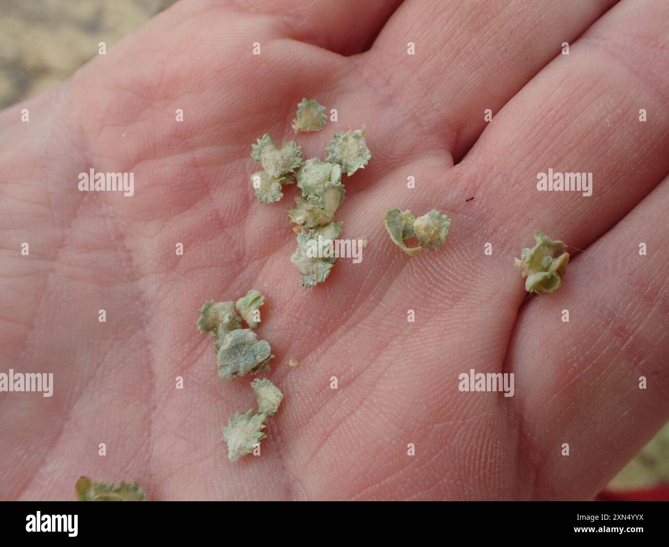 Mojave Silverscale (Atriplex argentea expansa) Plantae Stock Photo - Alamy