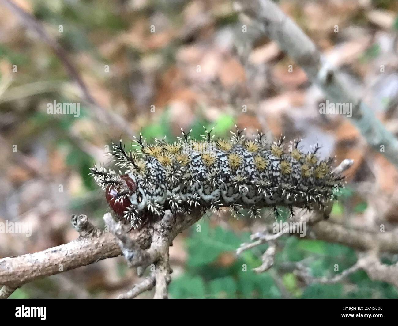 Sheepmoths (Hemileuca) Insecta Stock Photo - Alamy