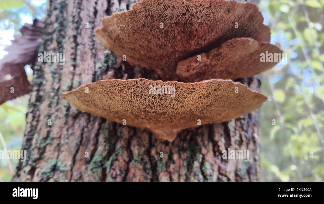 Thin-walled Maze Polypore (Daedaleopsis confragosa) Fungi Stock Photo ...