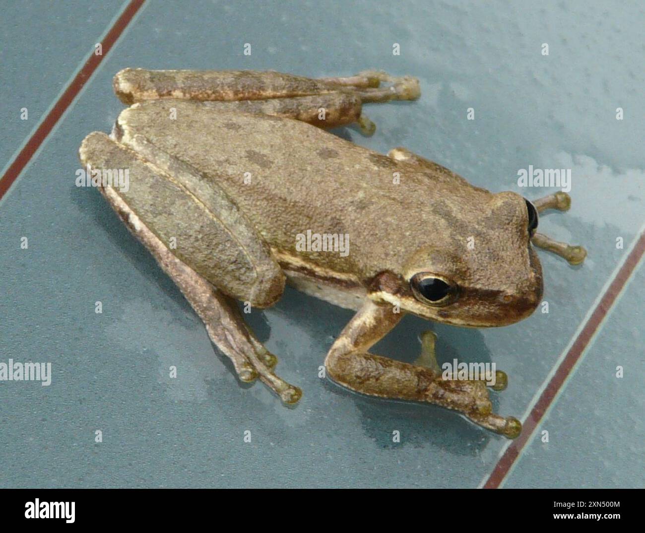 Squirrel Treefrog (Hyla squirella) Amphibia Stock Photo - Alamy