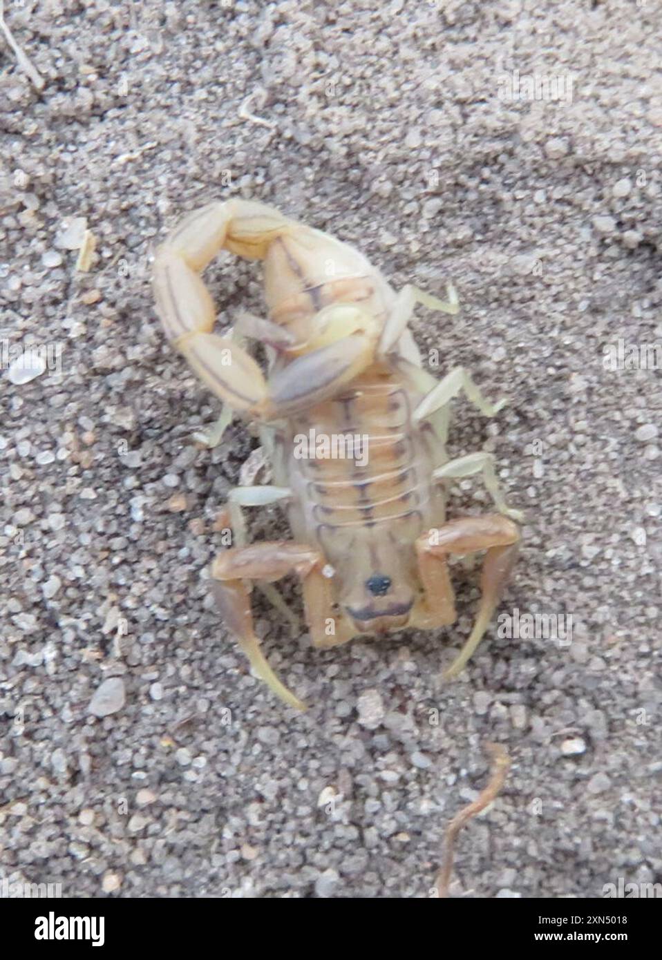 Lesser thicktail scorpion hi-res stock photography and images - Alamy