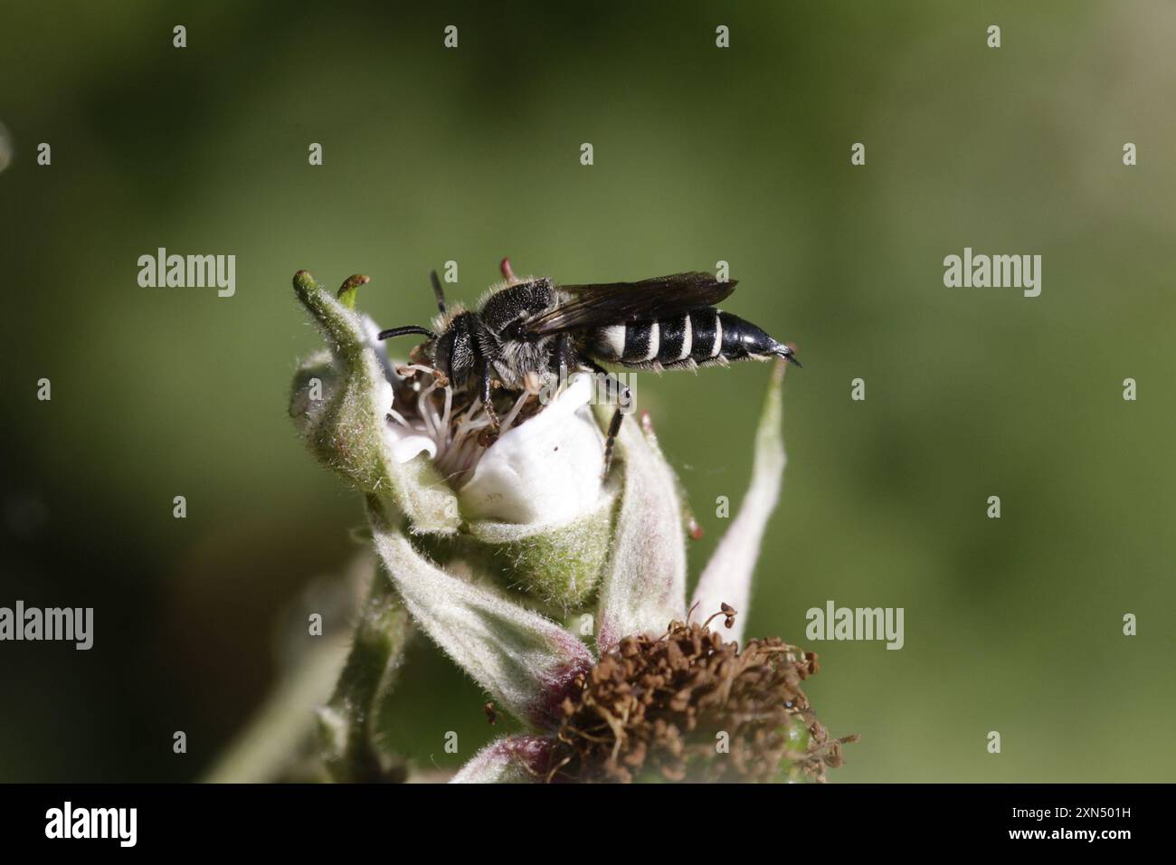 Sharptail Bees (Coelioxys) Insecta Stock Photo - Alamy