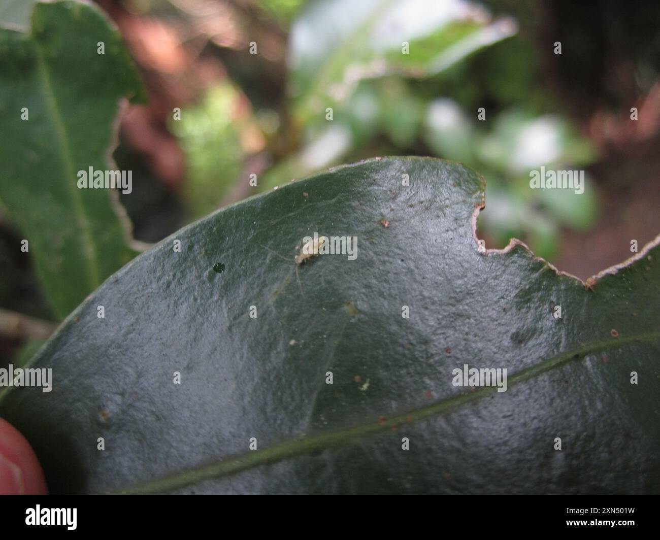 Barklice, Booklice, and Parasitic Lice (Psocodea) Insecta Stock Photo ...