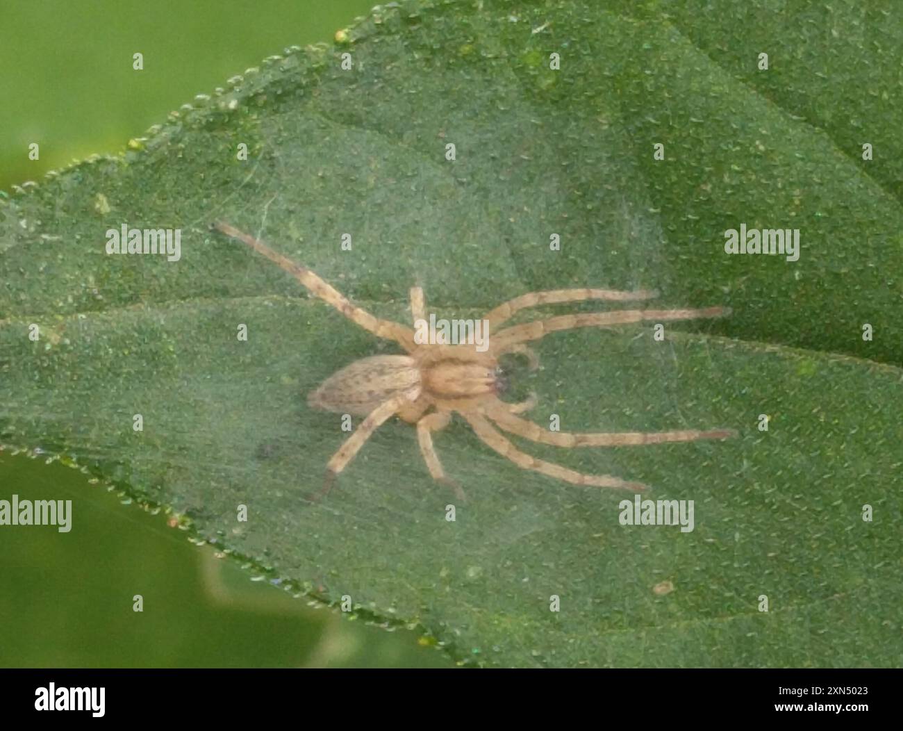 Ghost Spiders (Anyphaenidae) Arachnida Stock Photo - Alamy