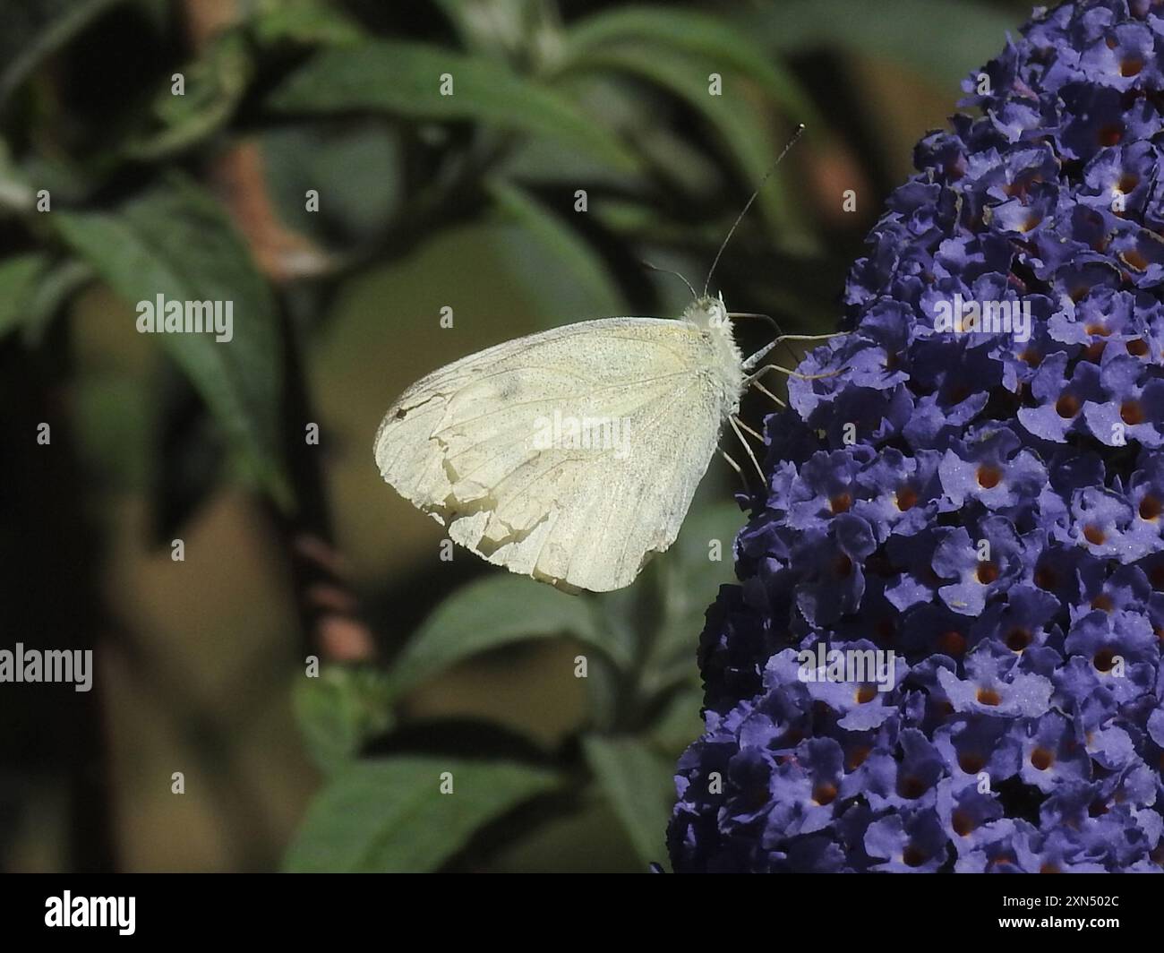 Garden Whites (Pieris) Insecta Stock Photo - Alamy