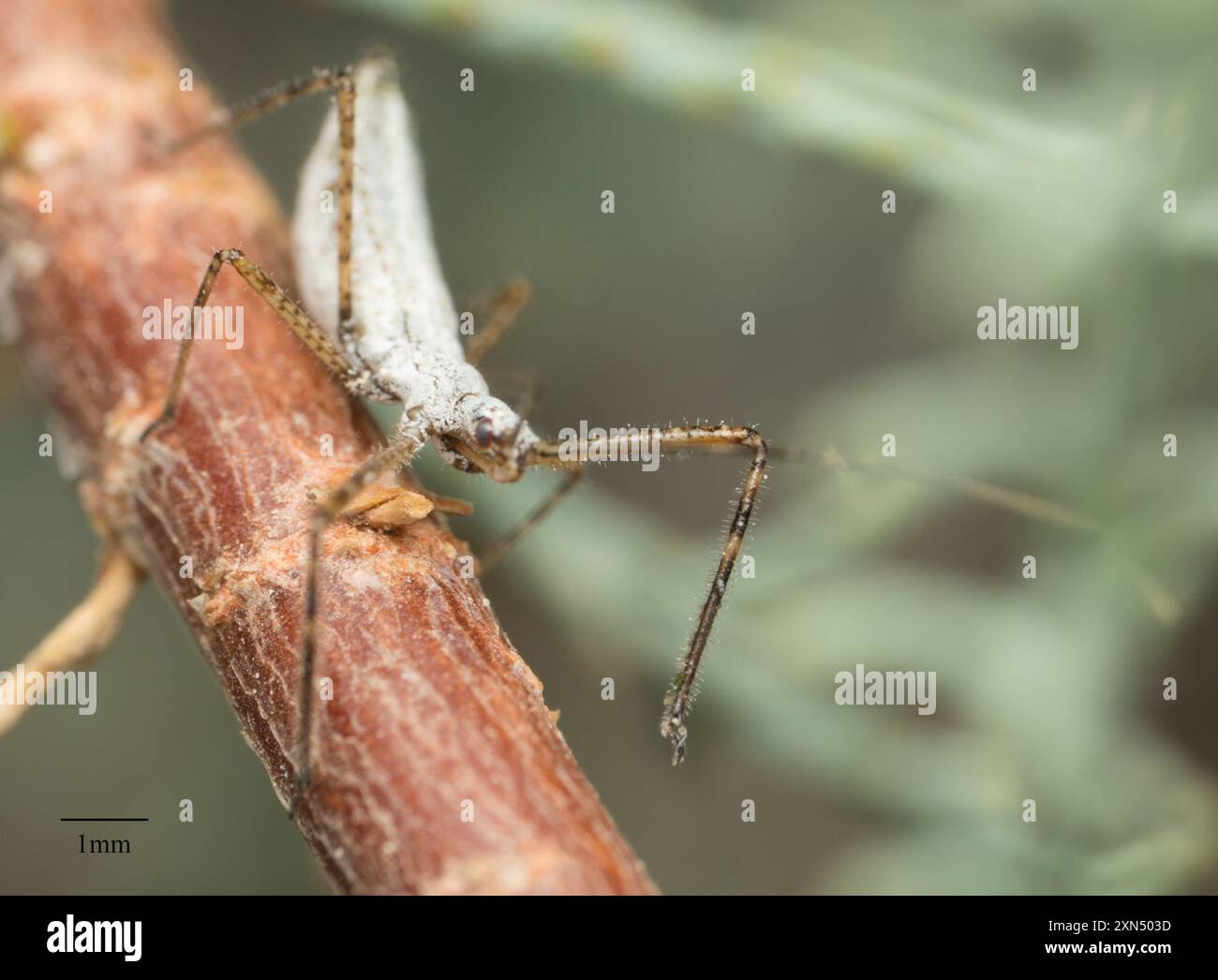 Four-spurred Assassin Bug (Zelus tetracanthus) Insecta Stock Photo - Alamy