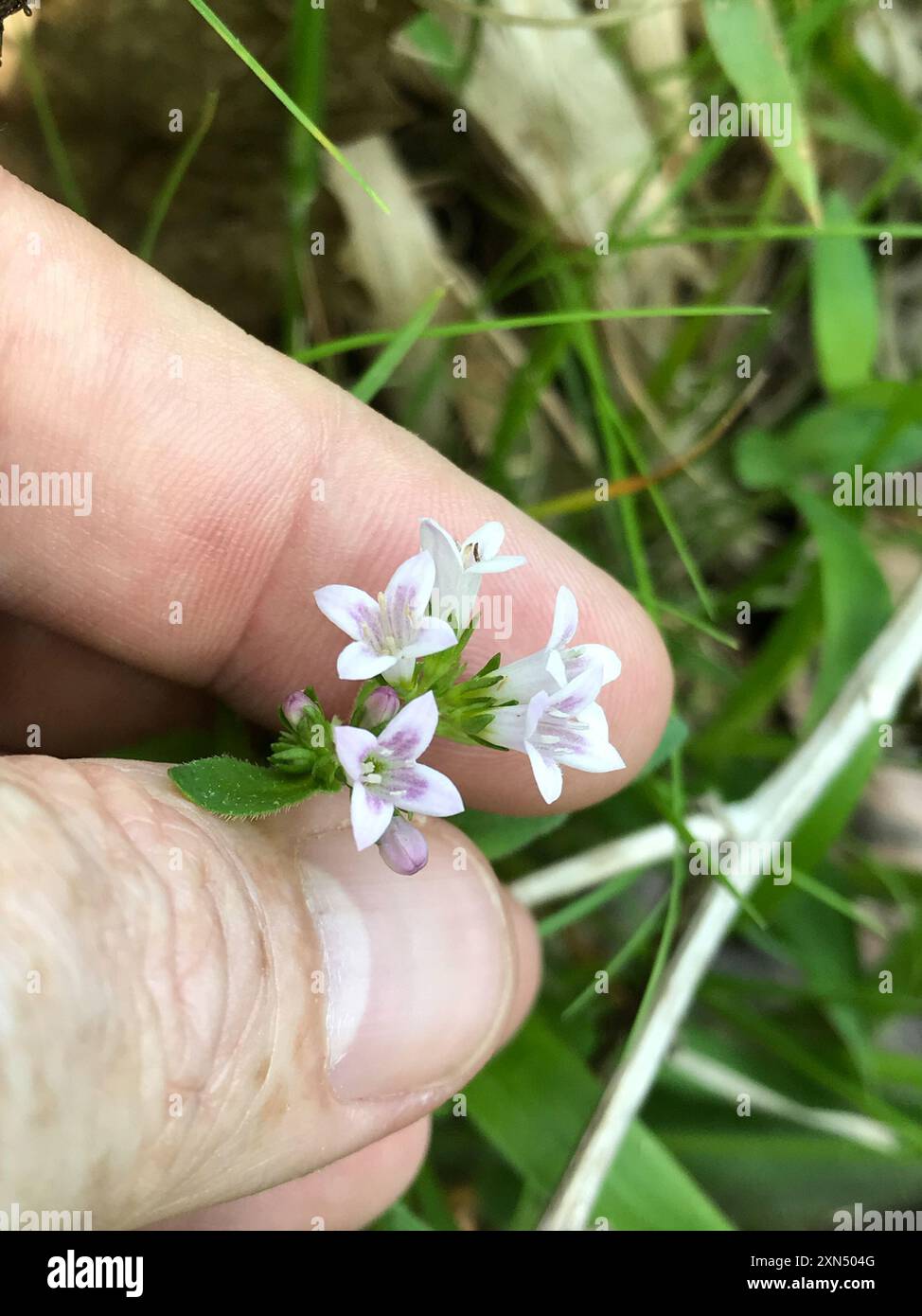 summer bluet (Houstonia purpurea) Plantae Stock Photo - Alamy