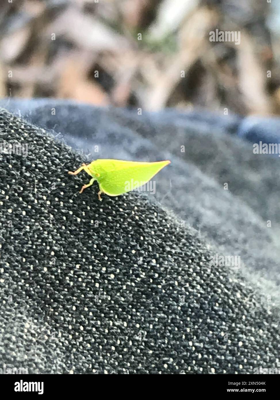 Torpedo Bug (Siphanta acuta) Insecta Stock Photo - Alamy