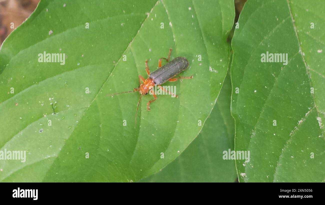 Brown leatherwing beetle hi-res stock photography and images - Alamy