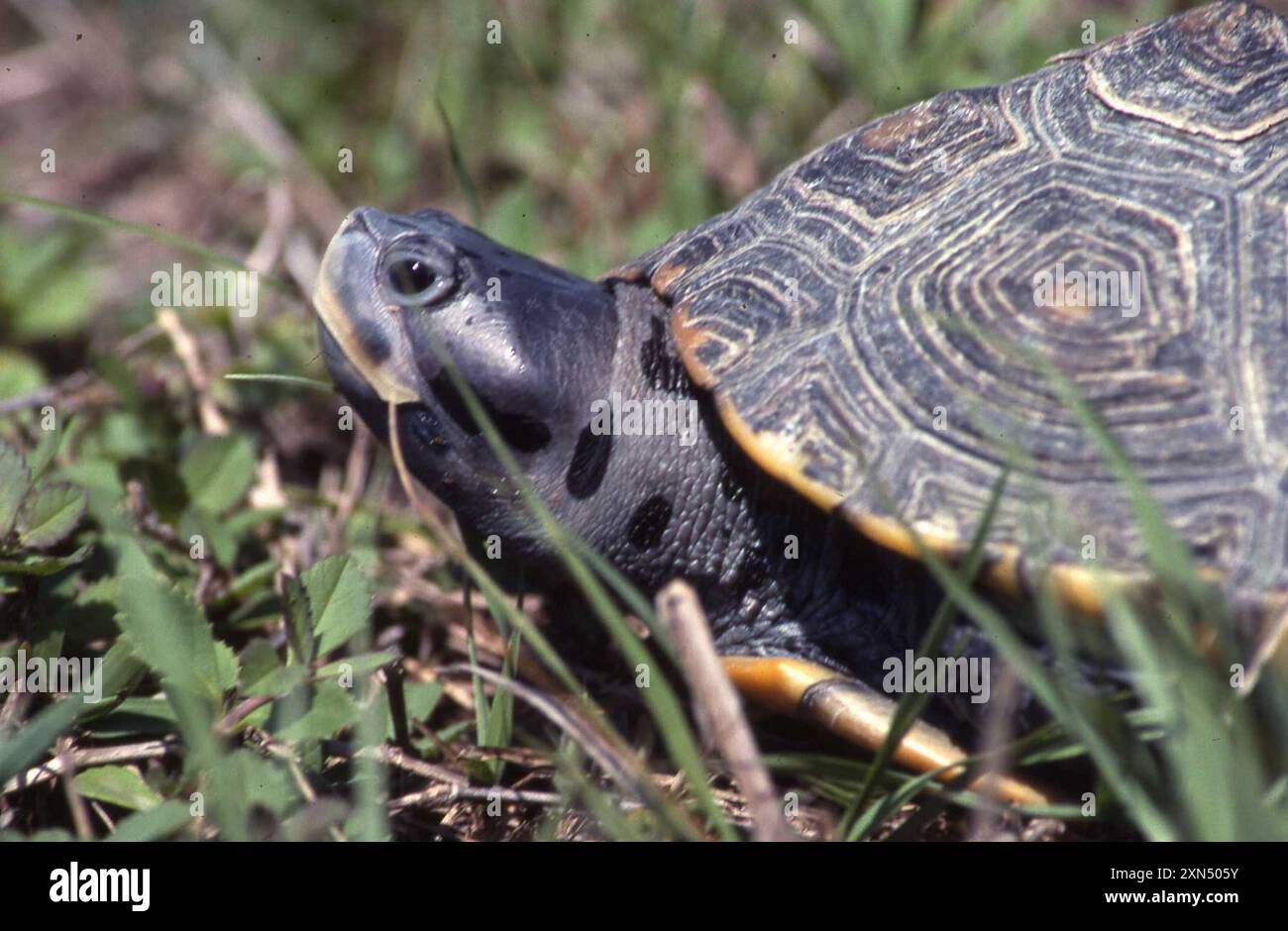 Mangrove Diamondback Terrapin (Malaclemys terrapin rhizophorarum ...