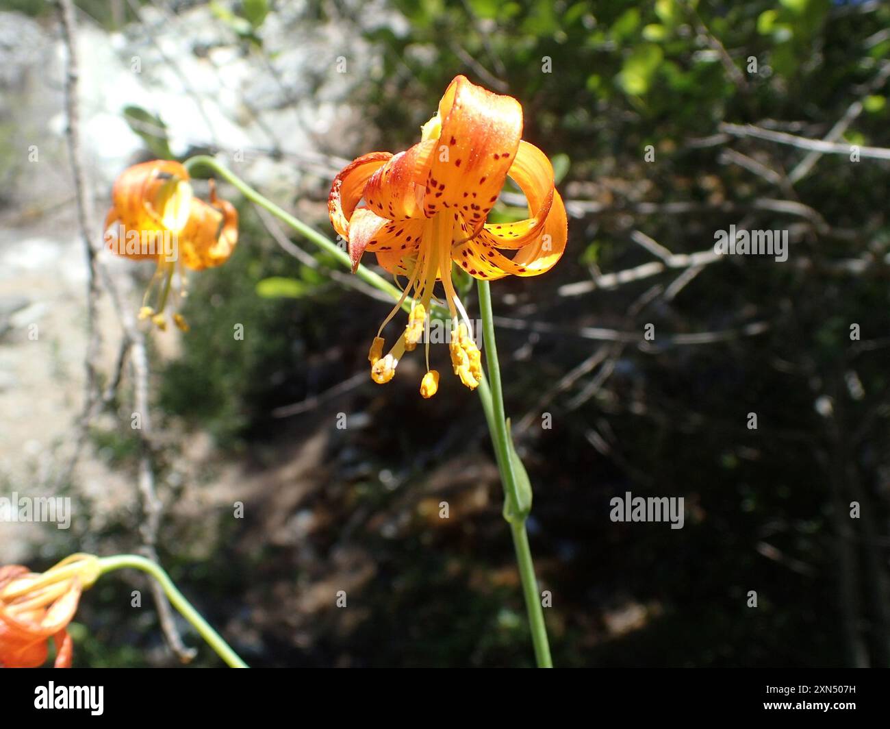 Leopard Lily (Lilium pardalinum) Plantae Stock Photo - Alamy