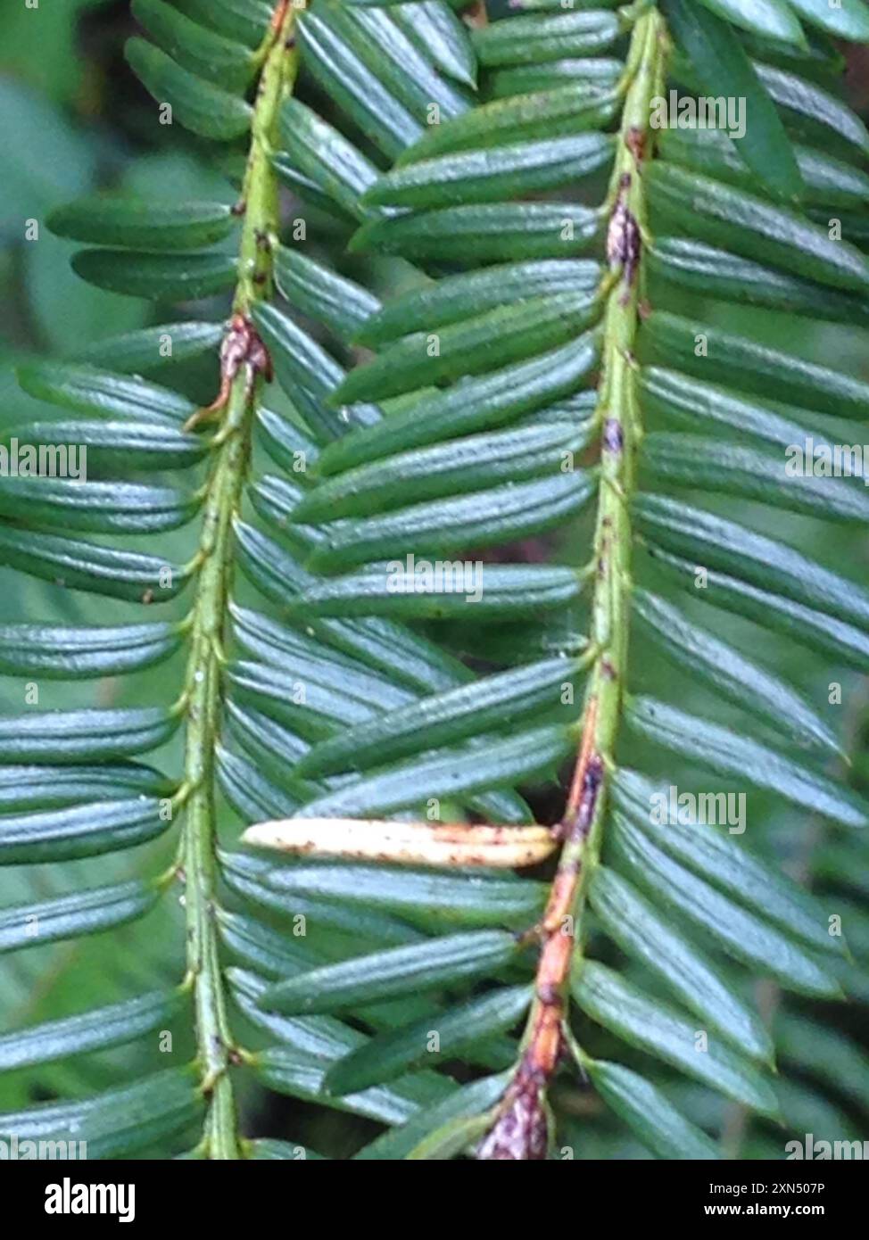 Pacific yew (Taxus brevifolia) Plantae Stock Photo - Alamy
