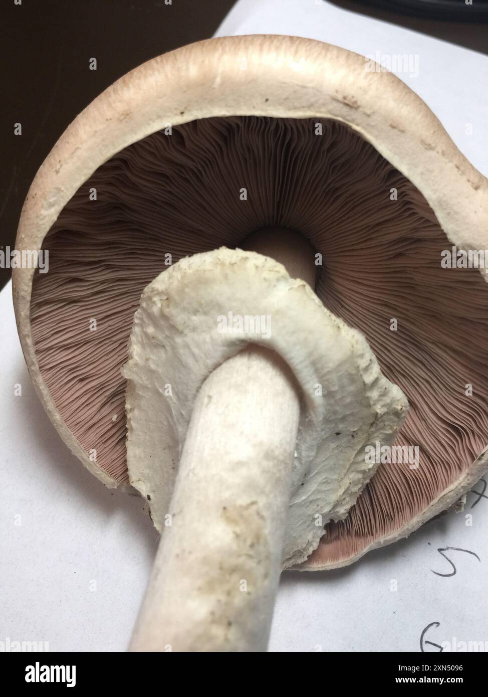 Felt-ringed Agaricus (Agaricus hondensis) Fungi Stock Photo - Alamy