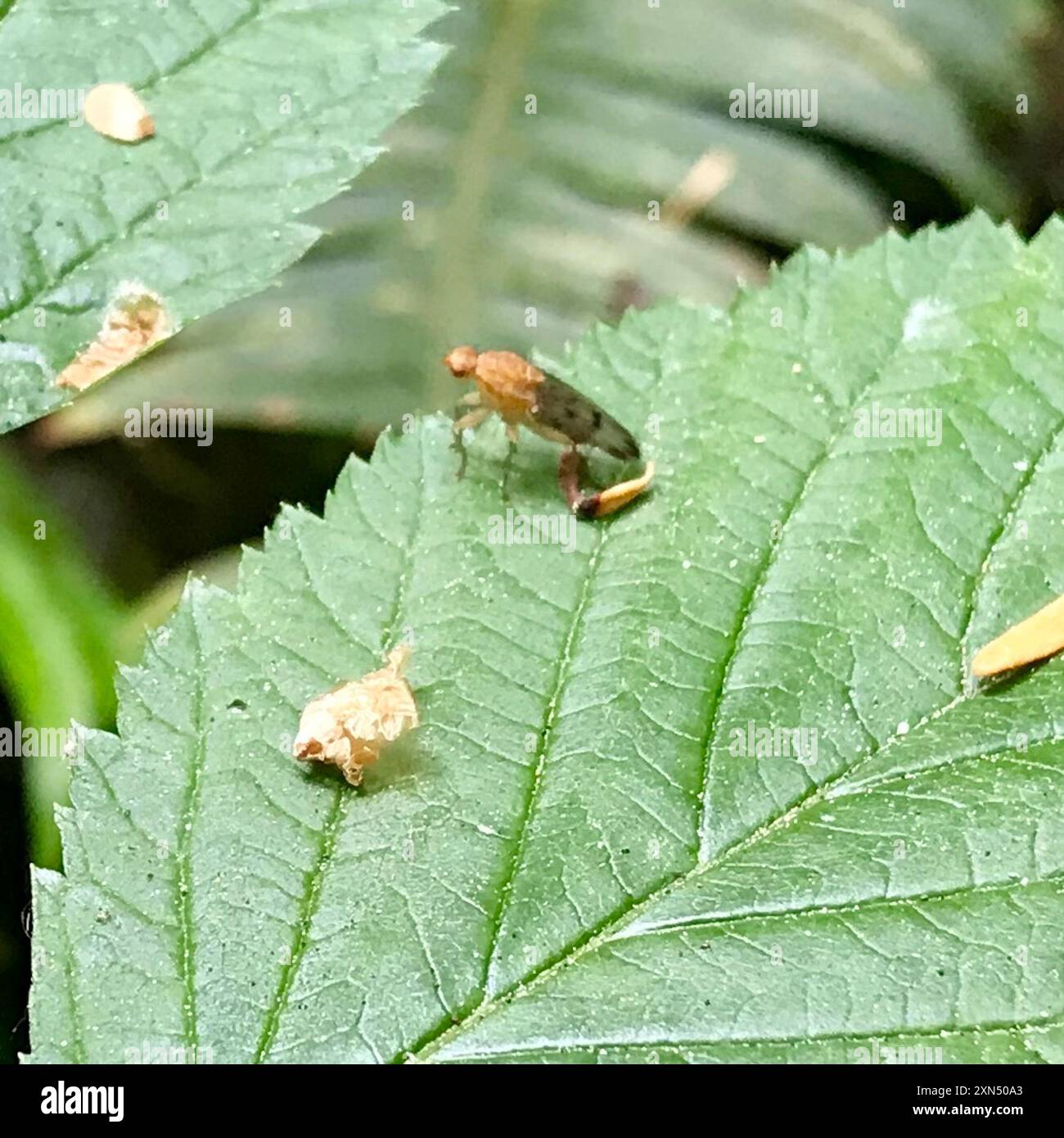 Suillia hi-res stock photography and images - Alamy