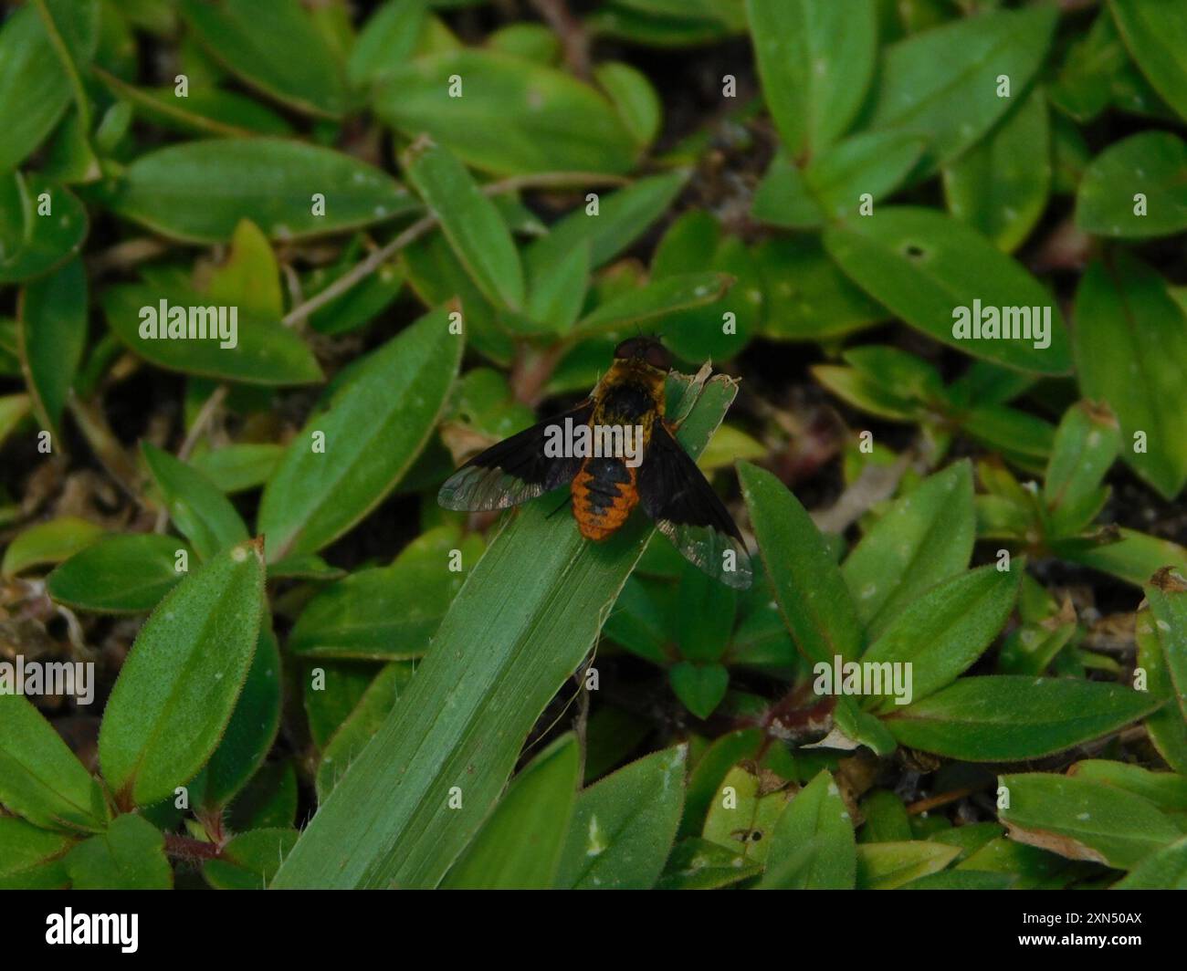 Chrysanthrax cypris hi-res stock photography and images - Alamy