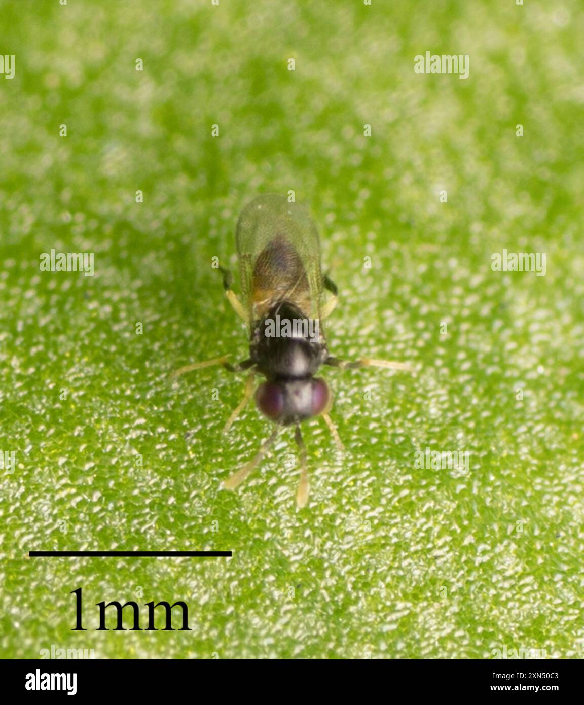 Chalcidoid Wasps (Chalcidoidea) Insecta Stock Photo - Alamy