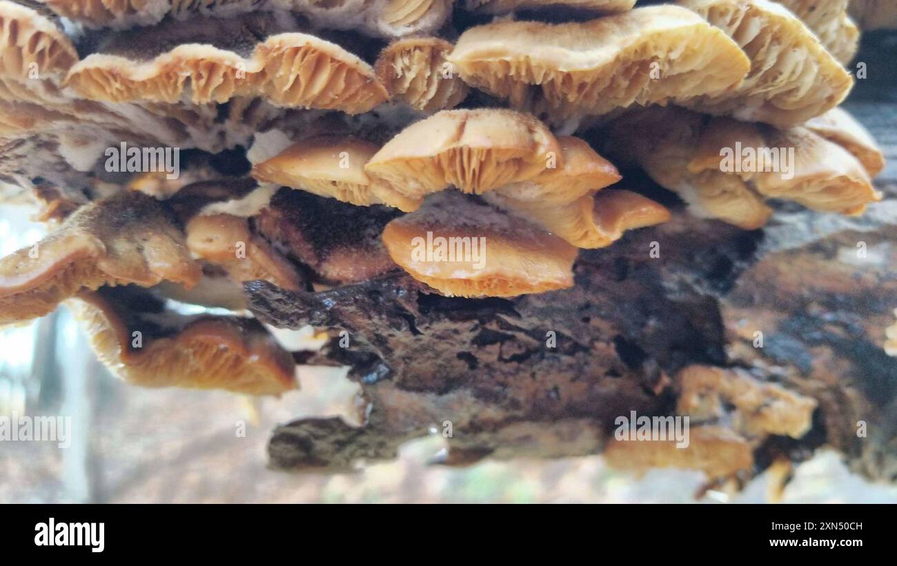 bear lentinus (Lentinellus ursinus) Fungi Stock Photo - Alamy