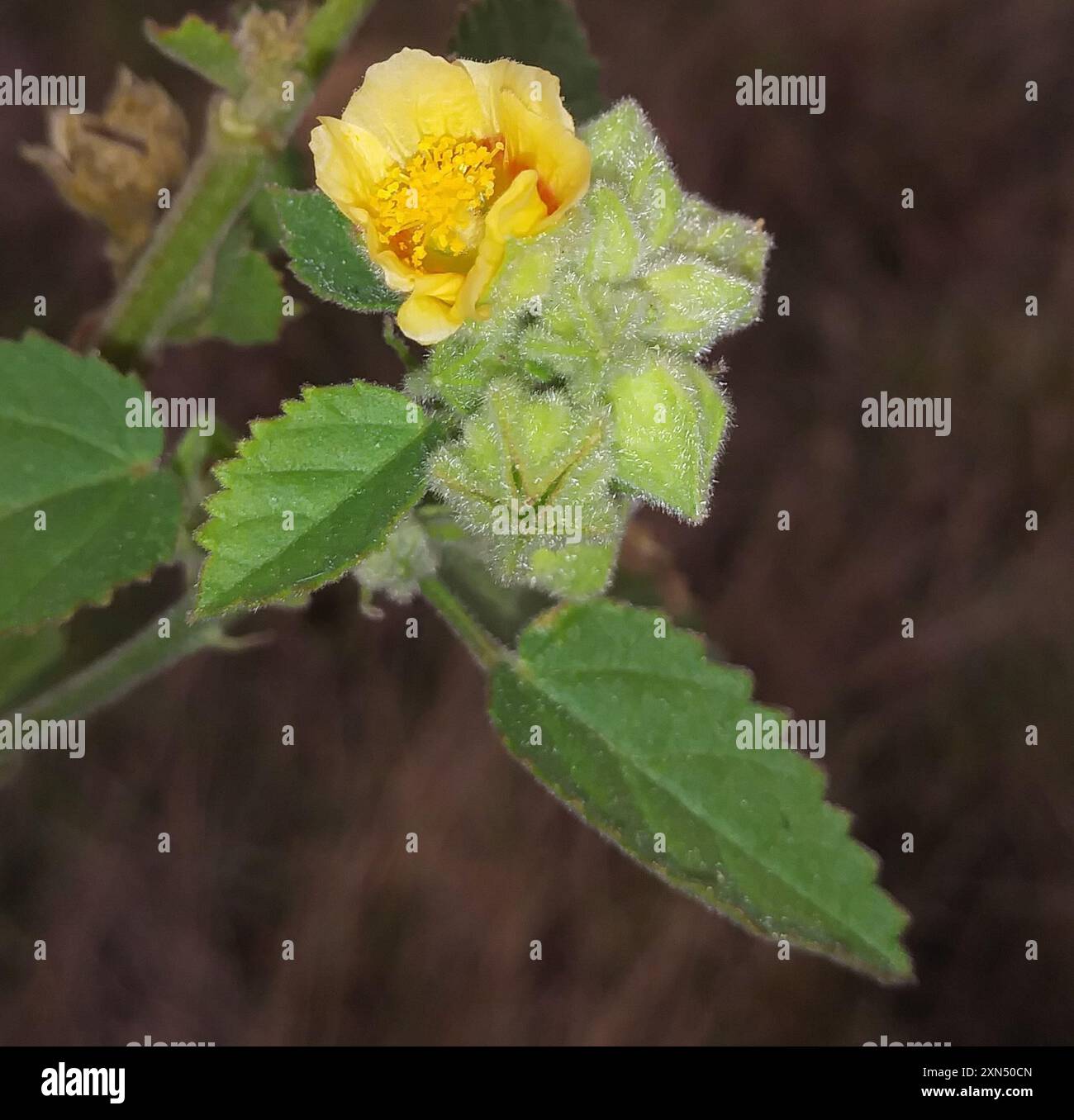 flannel weed (Sida cordifolia) Plantae Stock Photo - Alamy