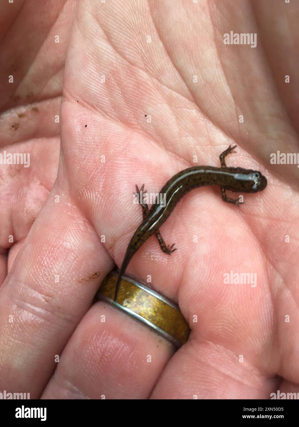 Southern Two-lined Salamander (Eurycea cirrigera) Amphibia Stock Photo ...