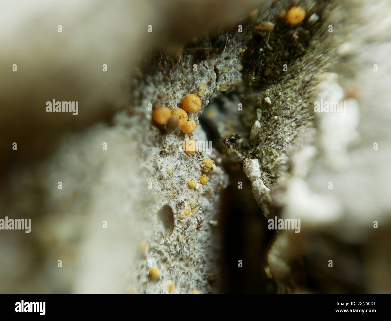 (Zythia resinae) Fungi Stock Photo - Alamy