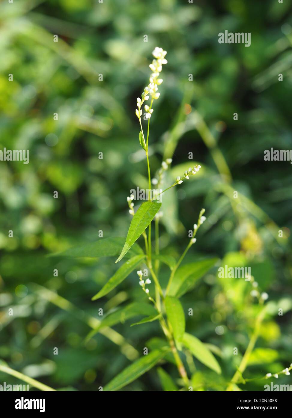 Dotted Smartweed (Persicaria punctata) Plantae Stock Photo - Alamy