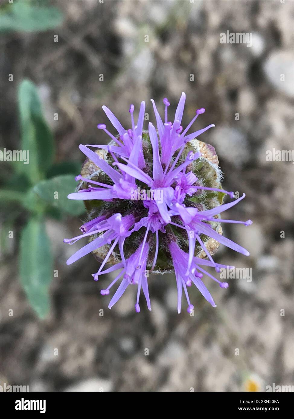 mountain coyote mint (Monardella odoratissima) Plantae Stock Photo - Alamy