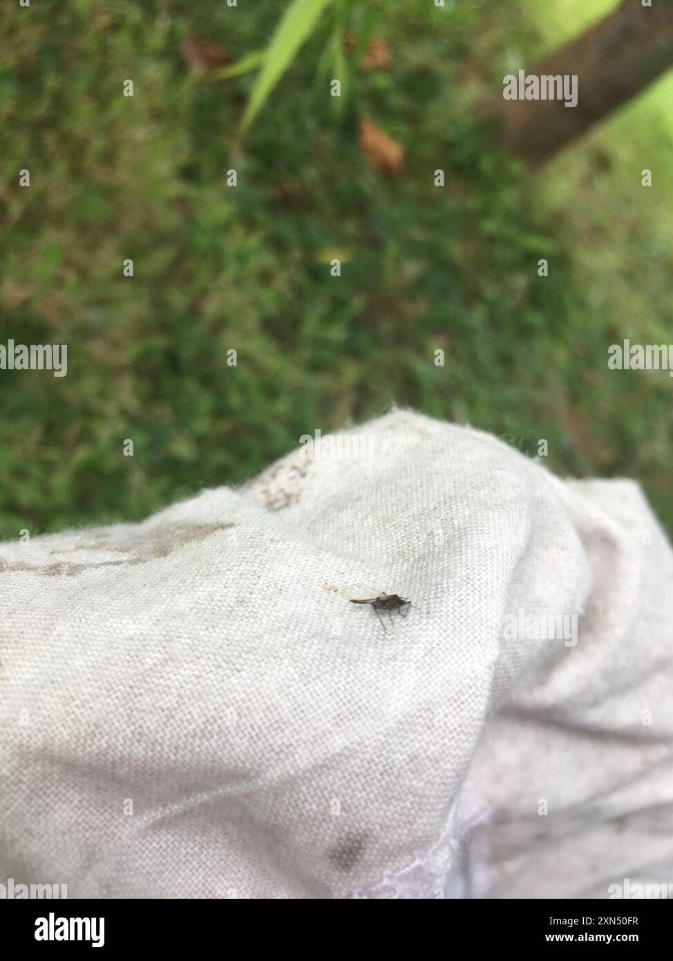 Giant Willow Aphid (Tuberolachnus salignus) Insecta Stock Photo - Alamy