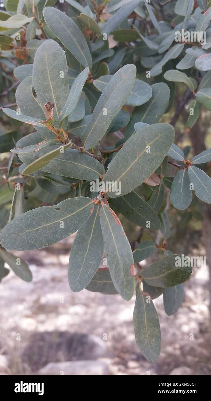 Mexican blue oak (Quercus oblongifolia) Plantae Stock Photo - Alamy