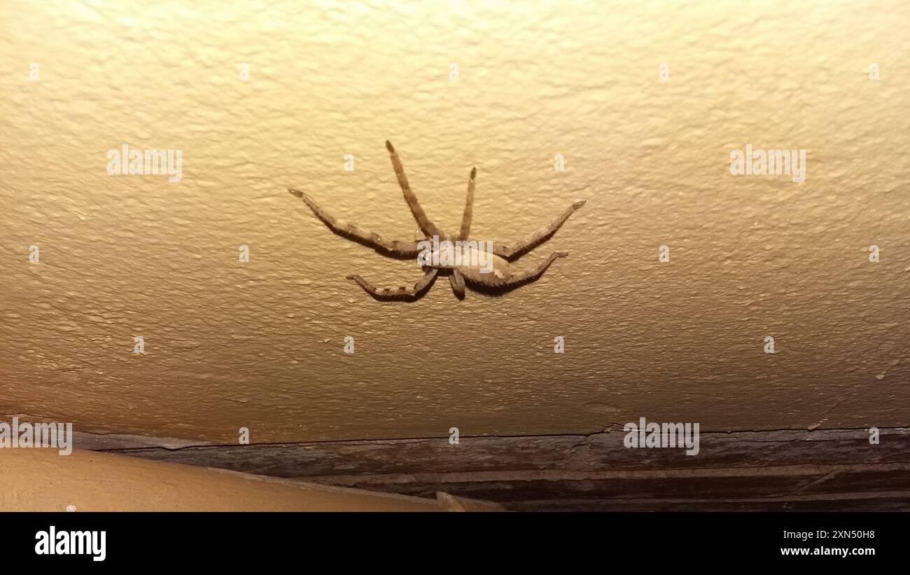 Rain Spiders (Palystes) Arachnida Stock Photo - Alamy