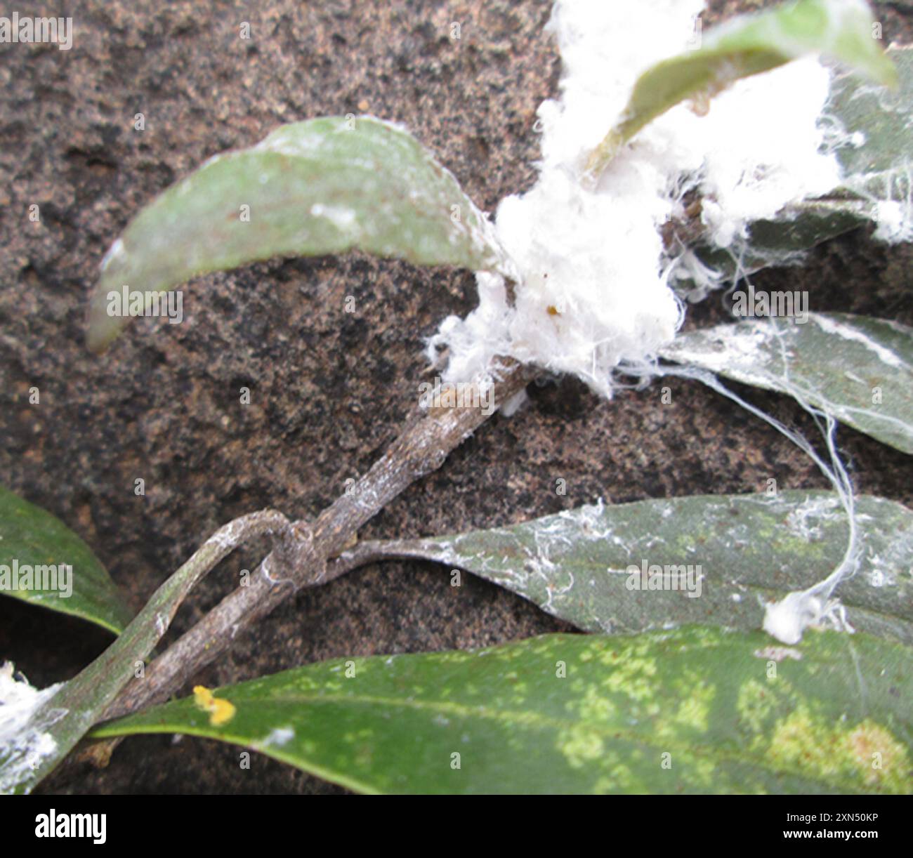 African olive (Olea europaea cuspidata) Plantae Stock Photo - Alamy