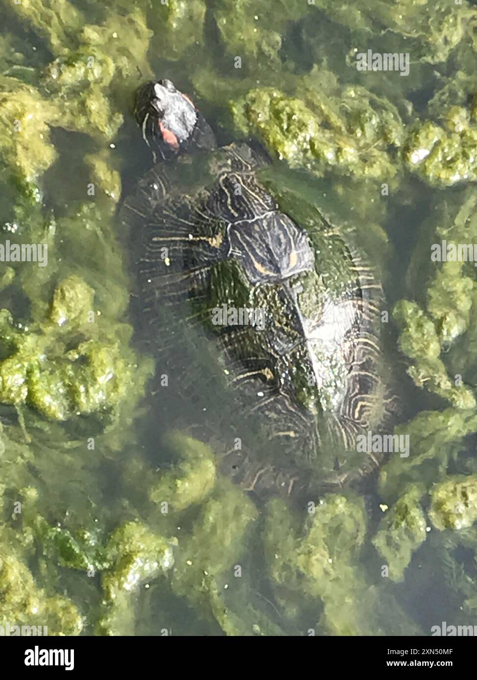 Pond Slider (Trachemys scripta) Reptilia Stock Photo - Alamy