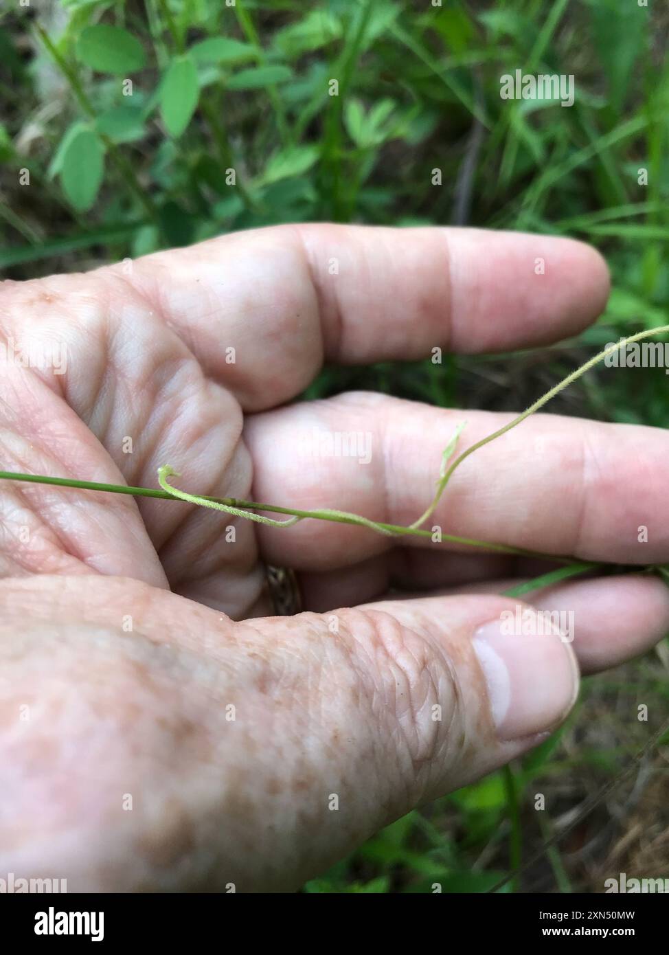 eastern milk-pea (Galactia regularis) Plantae Stock Photo - Alamy
