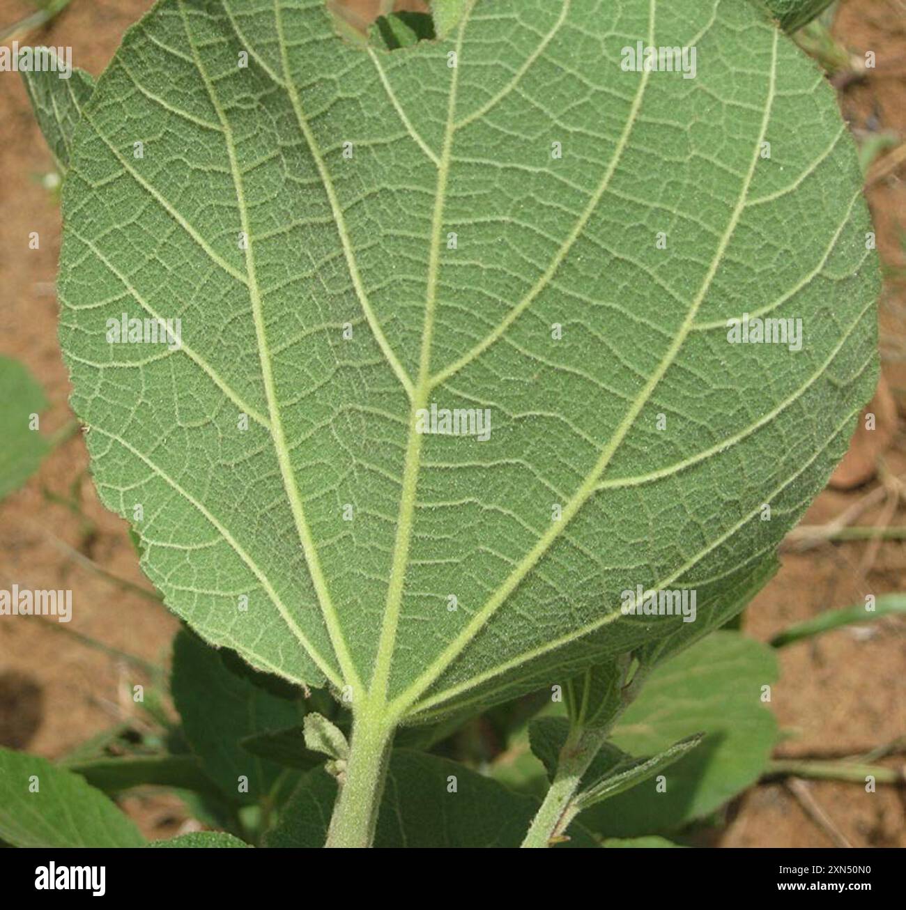 South African Wild Pear (Dombeya rotundifolia) Plantae Stock Photo - Alamy