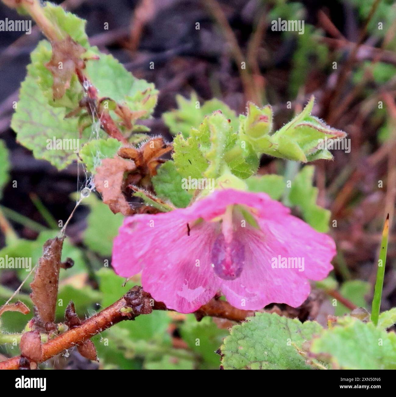 Sandrose Mallow (Anisodontea scabrosa) Plantae Stock Photo - Alamy