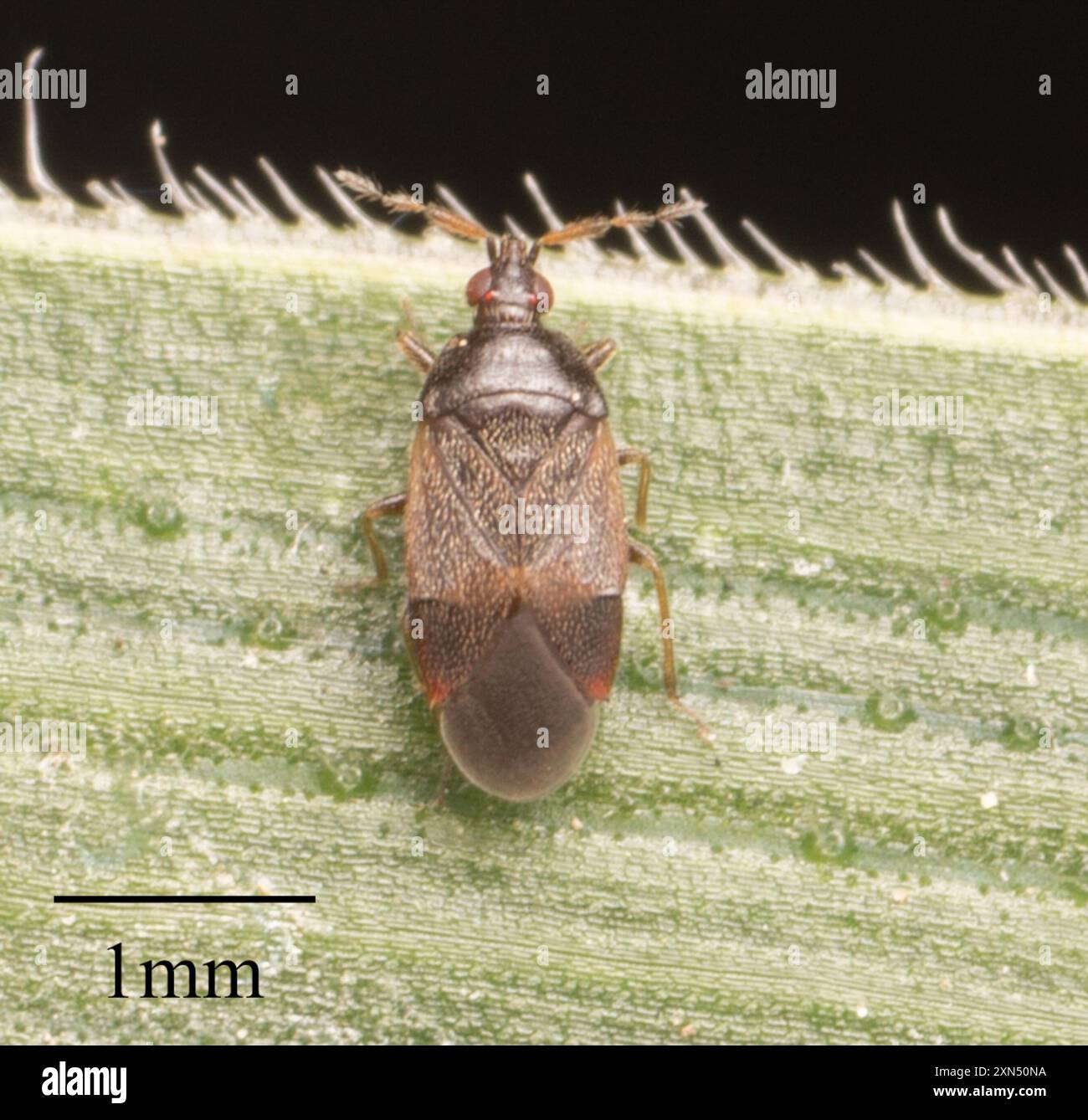 Minute pirate bugs (Anthocoridae) Insecta Stock Photo - Alamy