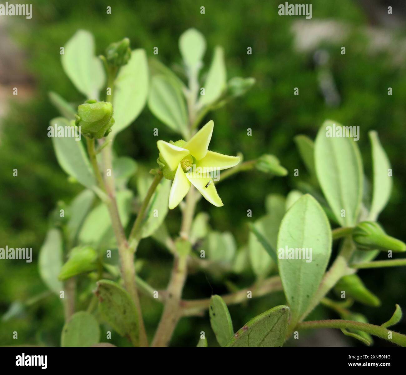 Cape Starapple (Diospyros glabra) Plantae Stock Photo - Alamy