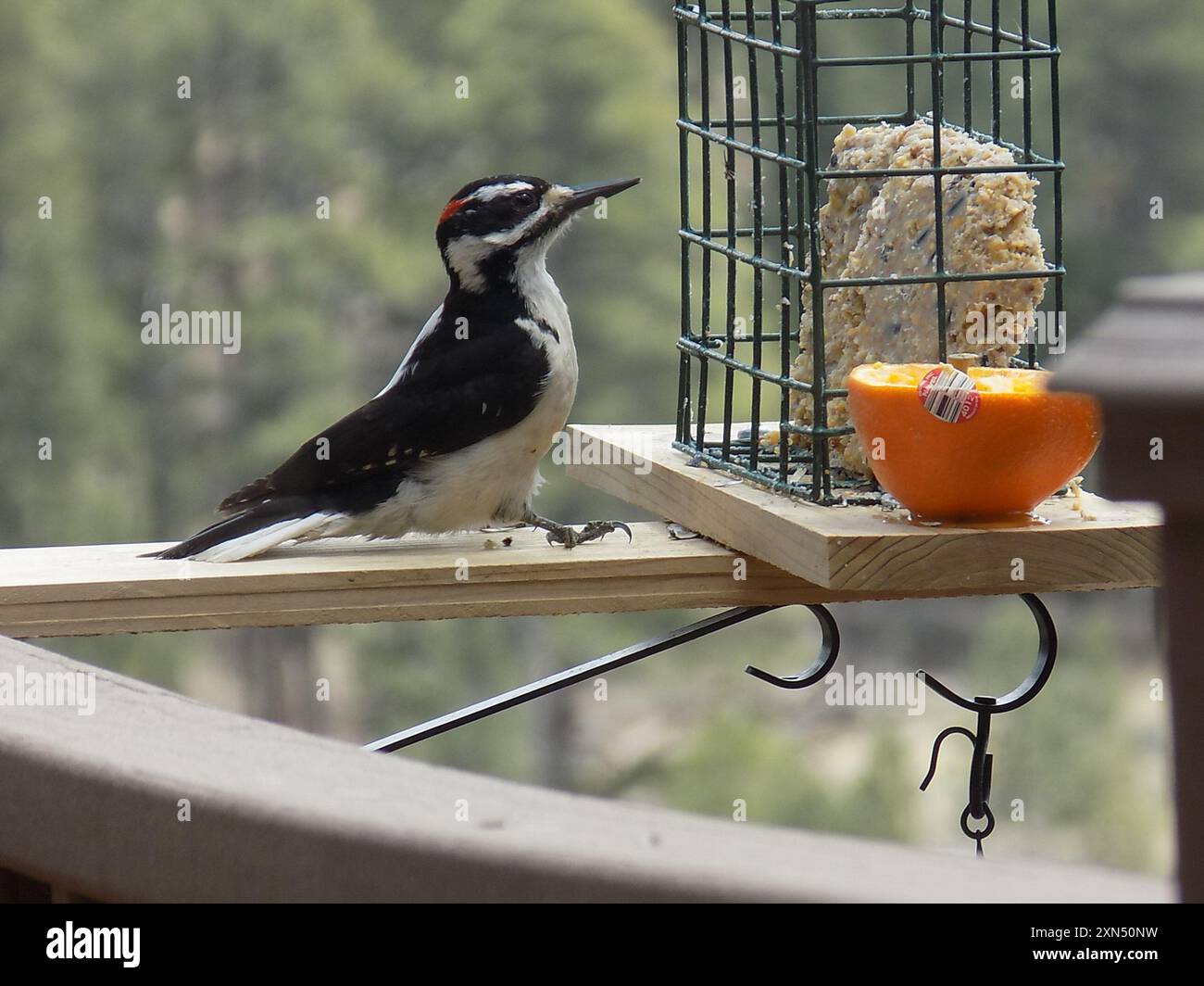 Hairy Woodpecker (Dryobates villosus) Aves Stock Photo - Alamy