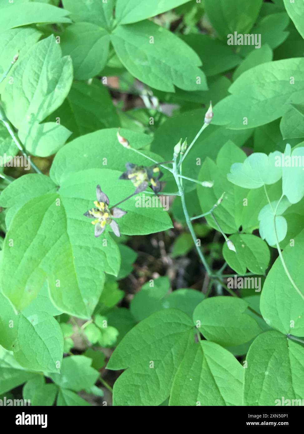 early blue cohosh (Caulophyllum giganteum) Plantae Stock Photo - Alamy