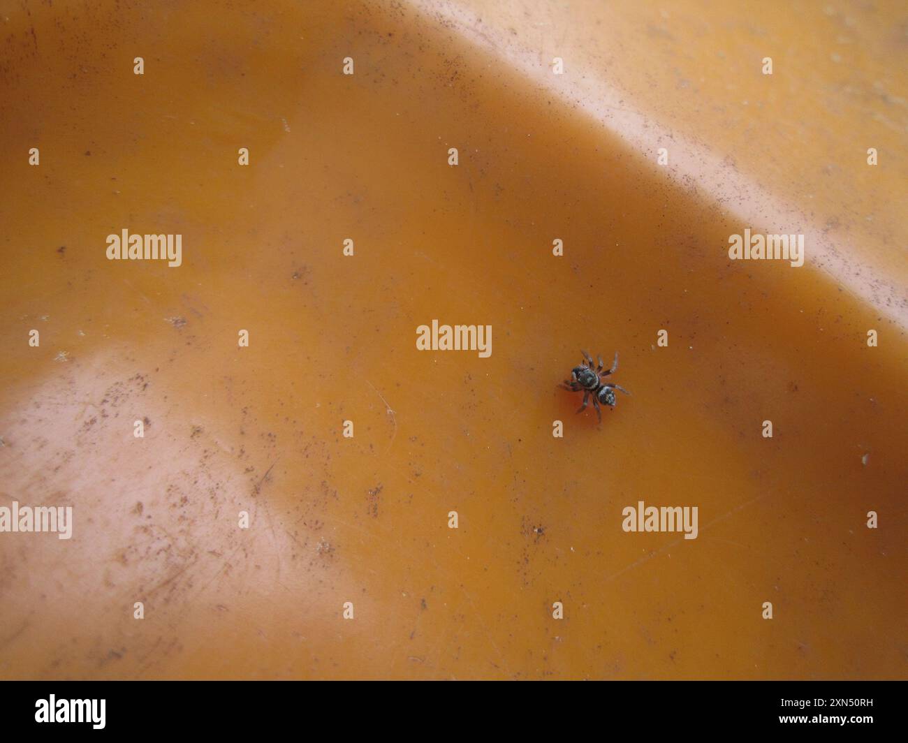 Cyclops Jumping Spider (Opisthoncus polyphemus) Arachnida Stock Photo ...