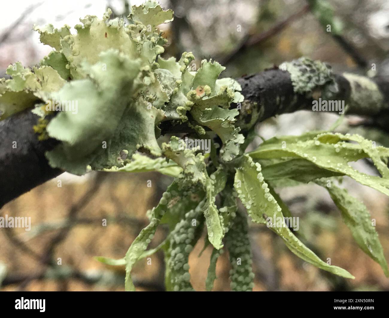 cartilage lichen (Ramalina celastri) Fungi Stock Photo - Alamy