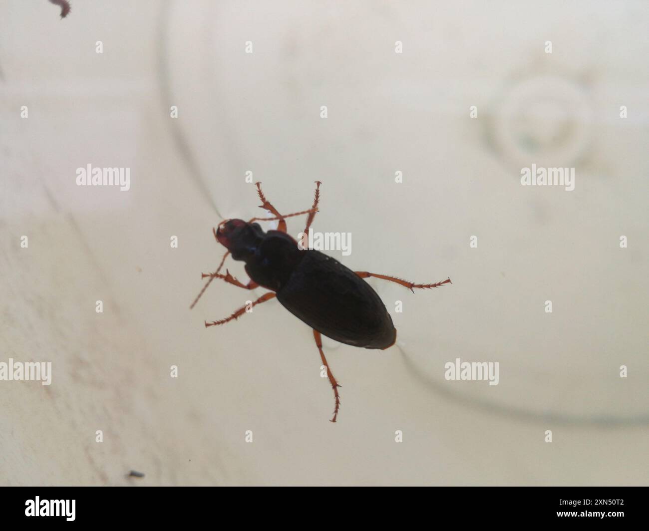 Strawberry Seed Beetle (Harpalus rufipes) Insecta Stock Photo - Alamy