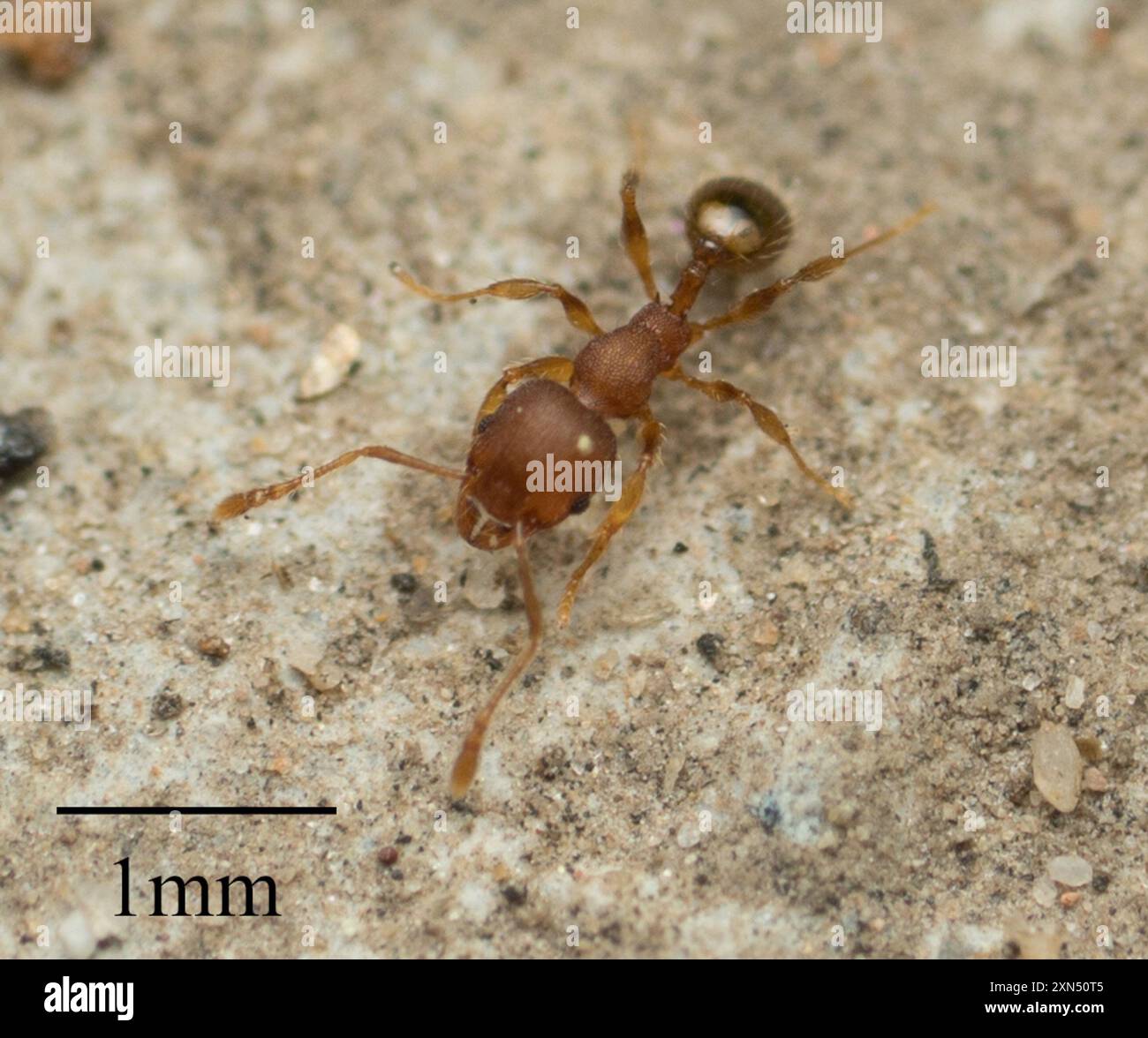 Big-headed Ants (Pheidole) Insecta Stock Photo - Alamy