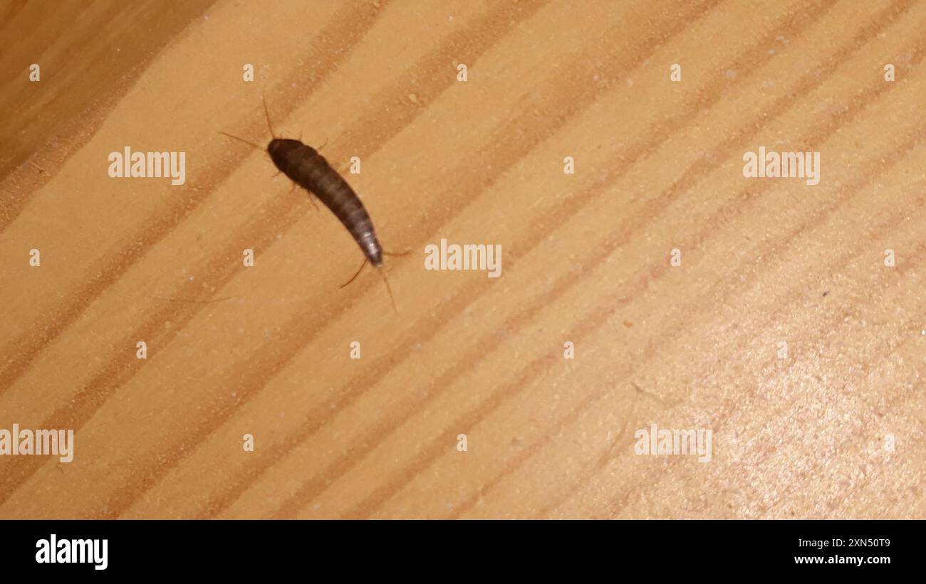 Common Silverfish (Lepisma saccharinum) Insecta Stock Photo - Alamy