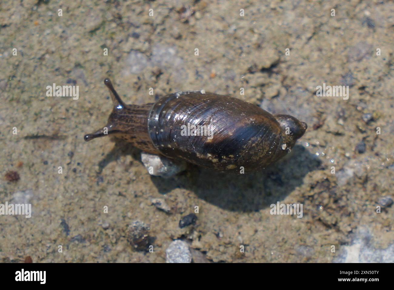 Amber Snails (Succineidae) Mollusca Stock Photo - Alamy