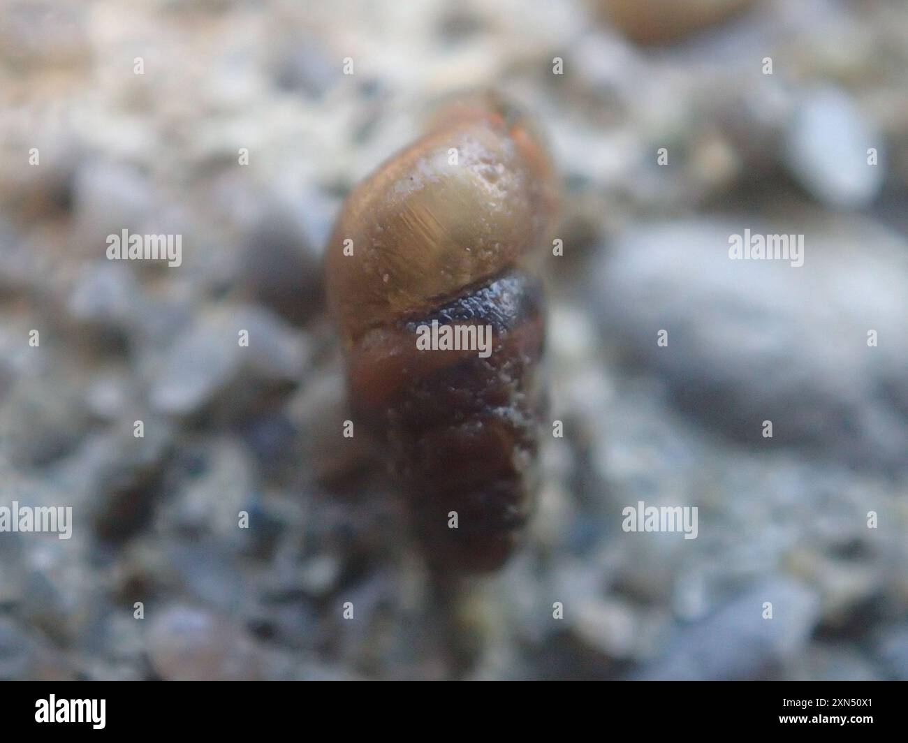 Pillars (Cochlicopa) Mollusca Stock Photo - Alamy