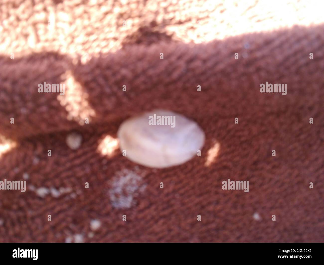 Common Atlantic Slippersnail (Crepidula fornicata) Mollusca Stock Photo ...