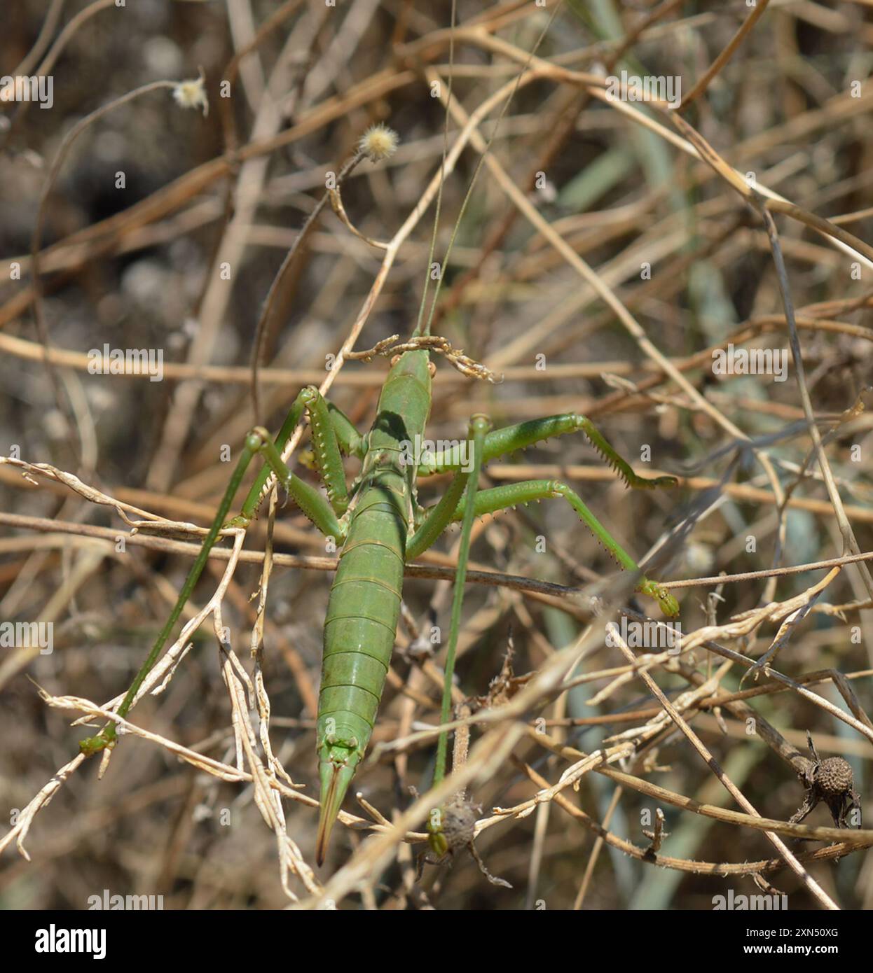 Greek Predatory Bush-cricket (Saga hellenica) Insecta Stock Photo - Alamy