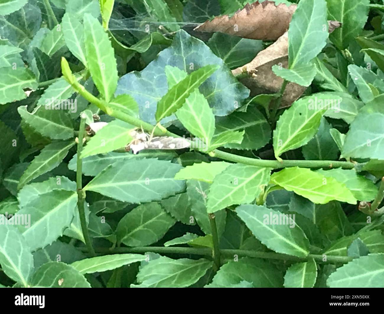 Grape Leaffolder and Leafroller Moths (Desmia funeralis) Insecta Stock ...